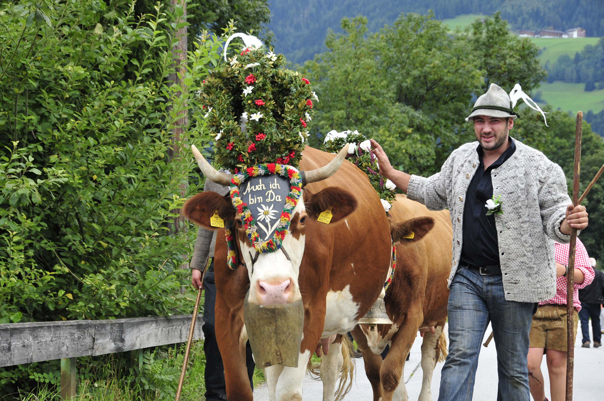 Der Reither Almabtrieb, die Heimkehr der Rinder - Camping Seeblick Toni